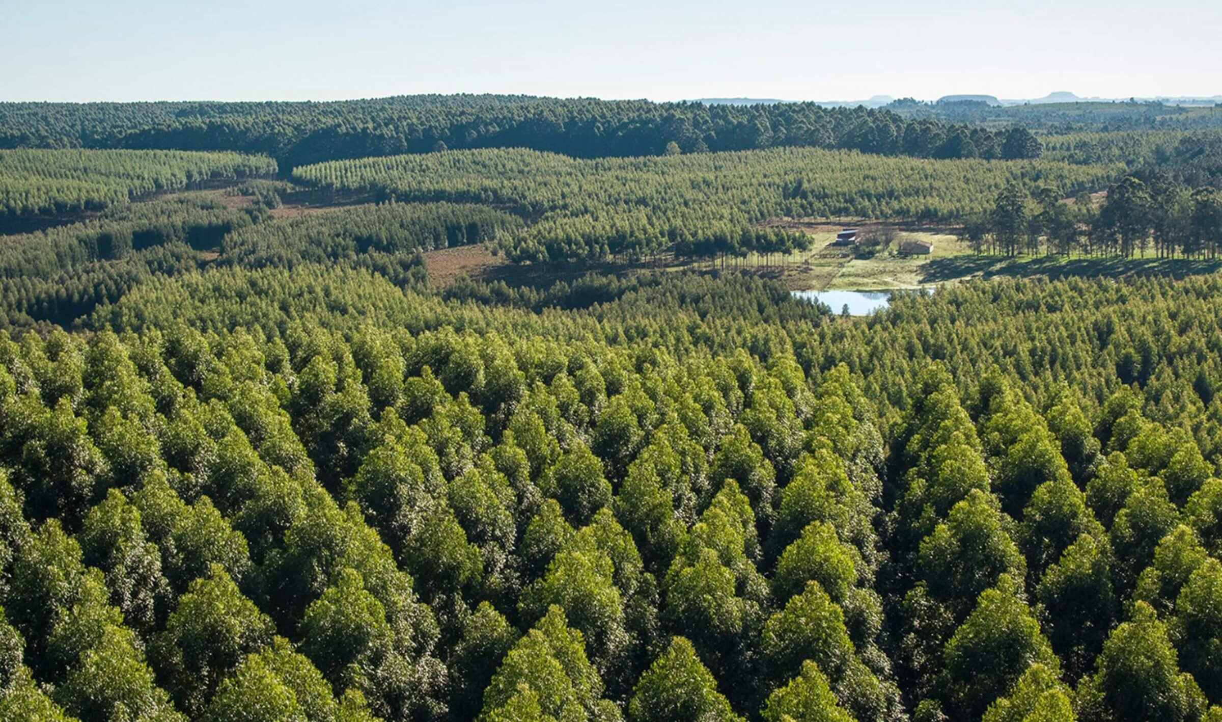 5 Reasons Why Transitioning To Grandis Is Sustainable | Sculptform